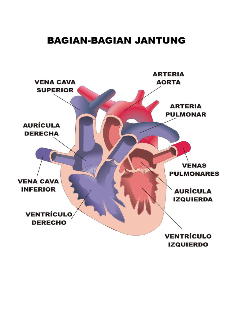 Bagian-Bagian Jantung | PDF