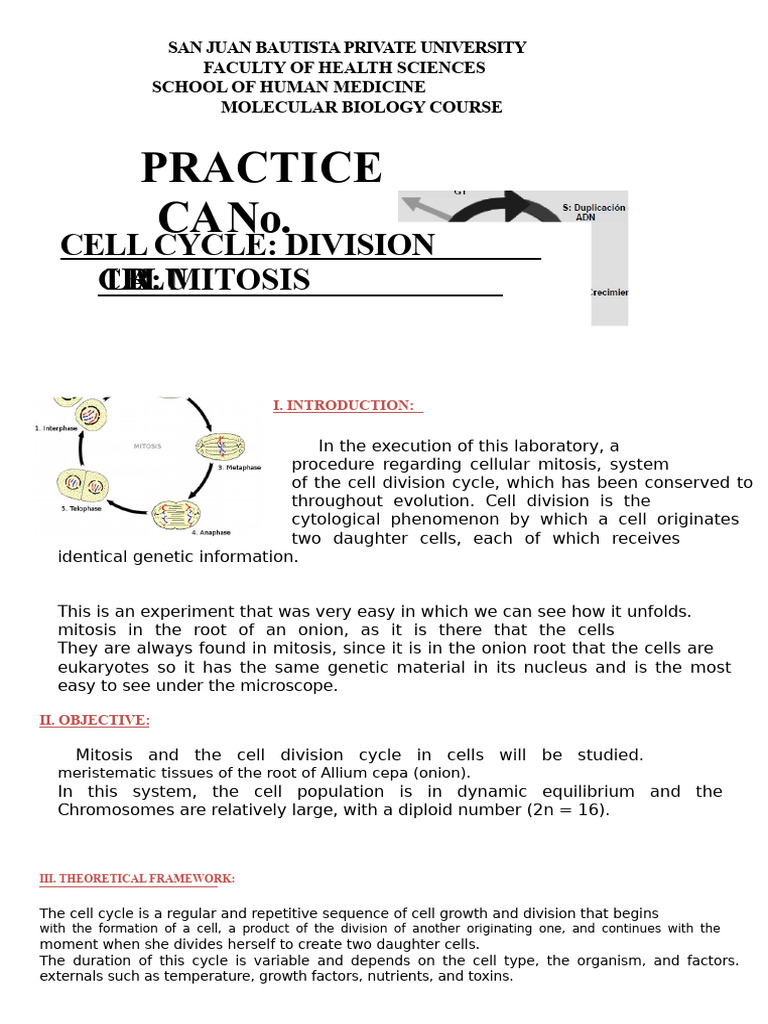 Practice No. 12, CELL CYCLE: CELL DIVISION: MITOSIS | PDF | Mitosis ...