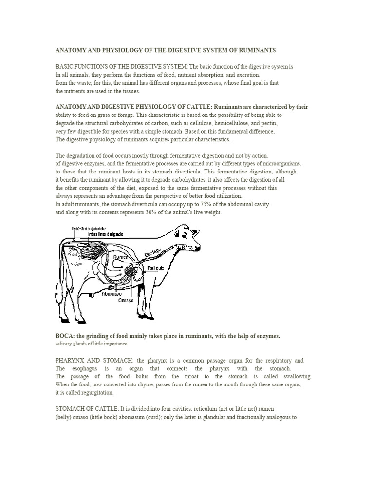 Ruminant Digestive System Anatomy Overview | PDF | Ruminant ...