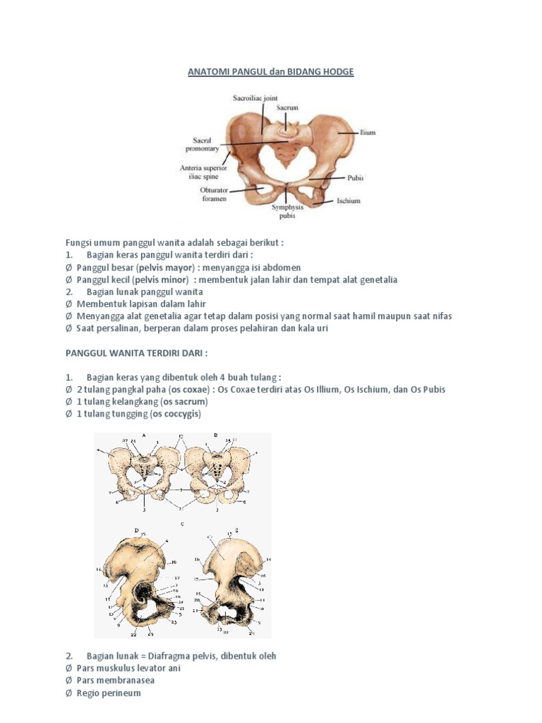 Anatomi Pangul Dan Bidang Hodge | PDF