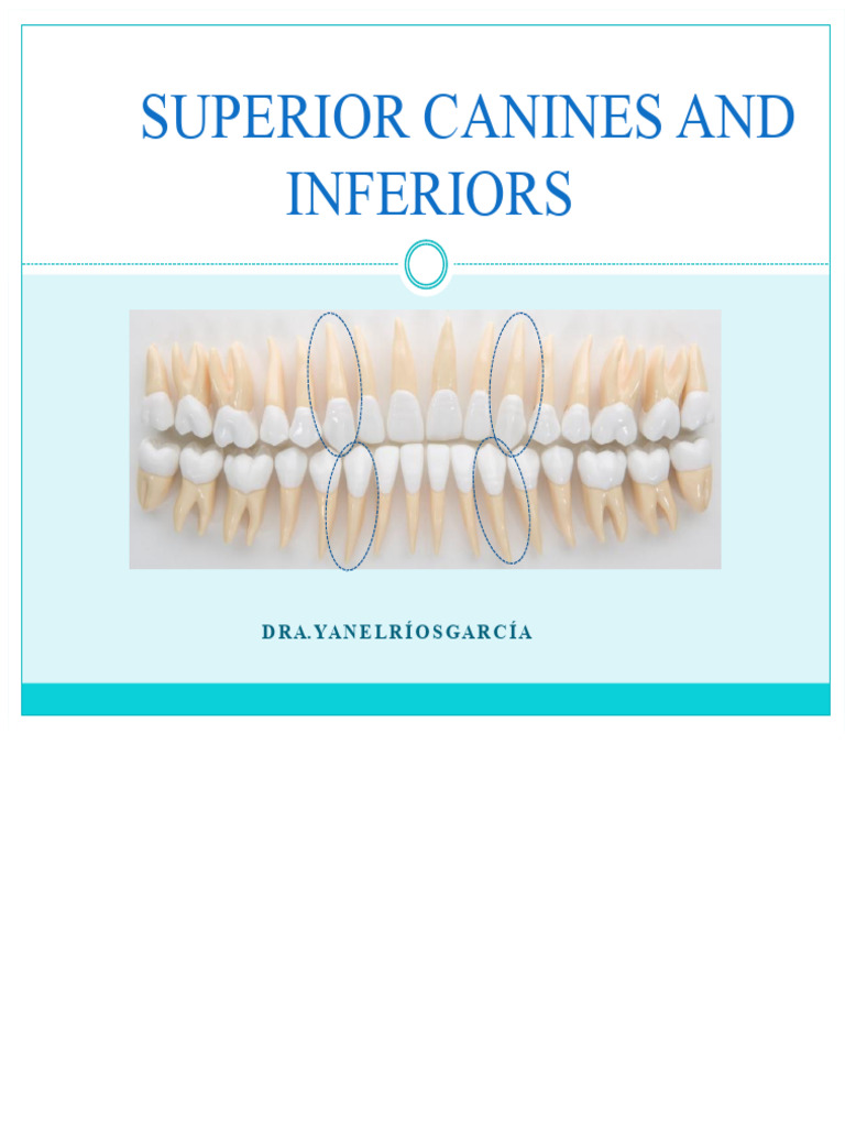 Upper and Lower Canines | PDF | Dental Anatomy | Dentistry