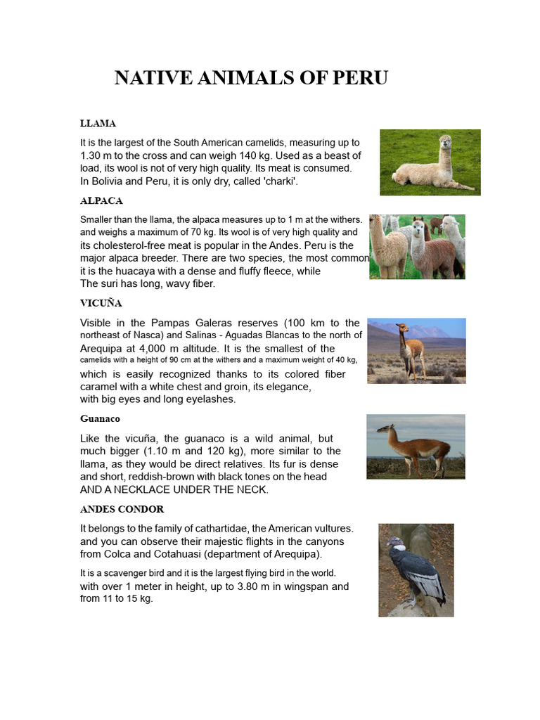 Native Animals of Peru | PDF
