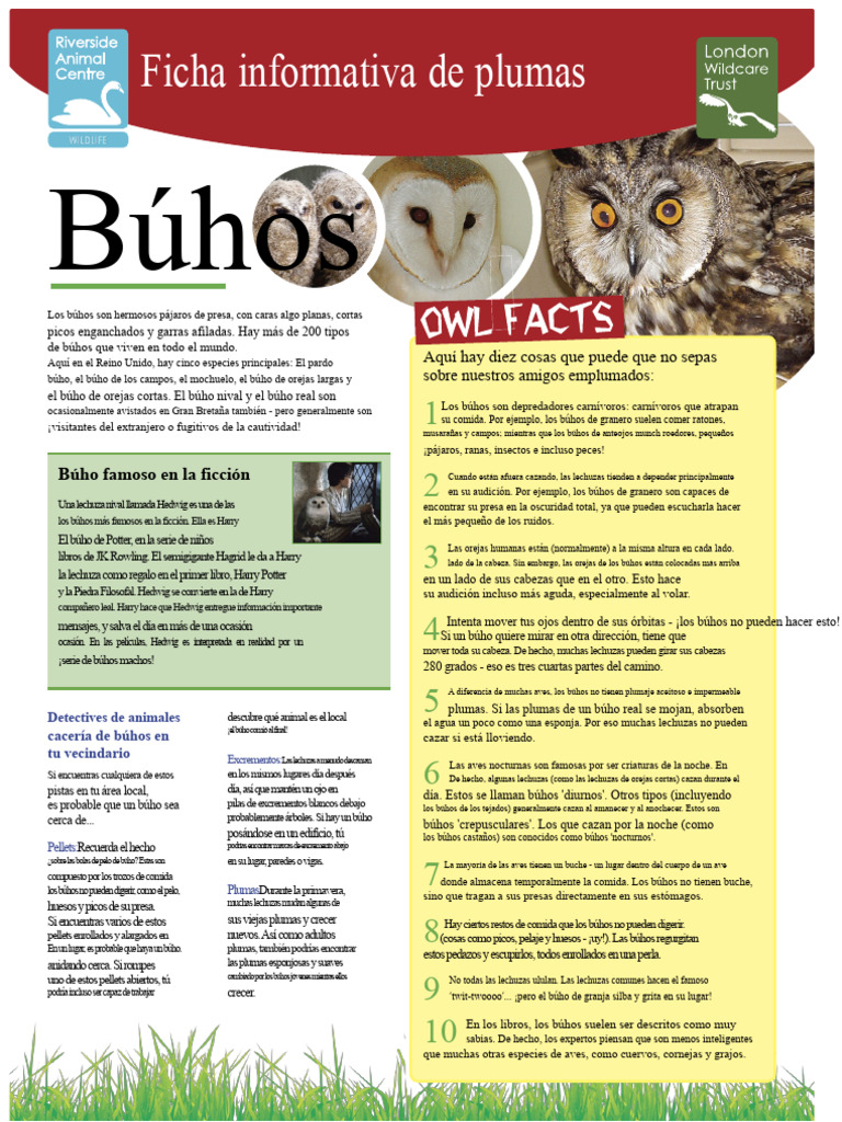 Hechos Sobre Búhos | PDF | Búho | Depredación