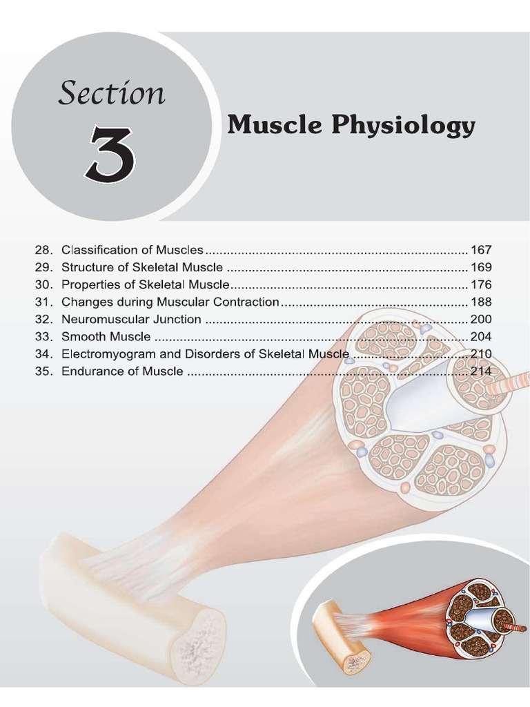 Types of Muscles | PDF