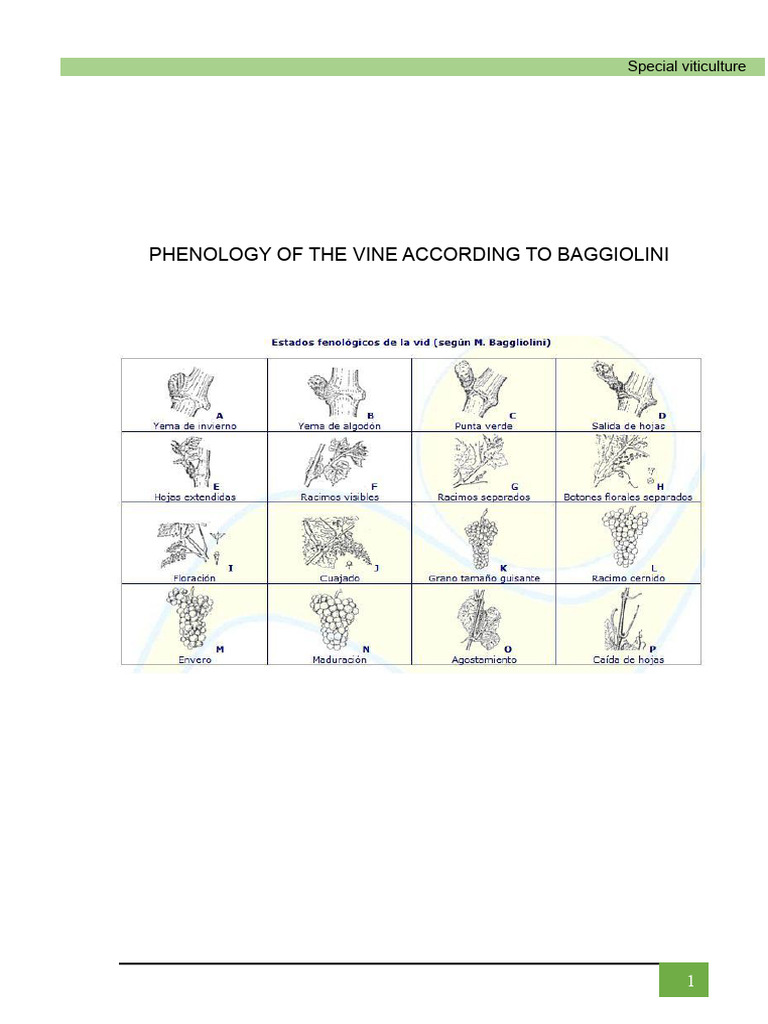 378111734-Phenology of the Vine According to Baggiolini.docx | PDF ...
