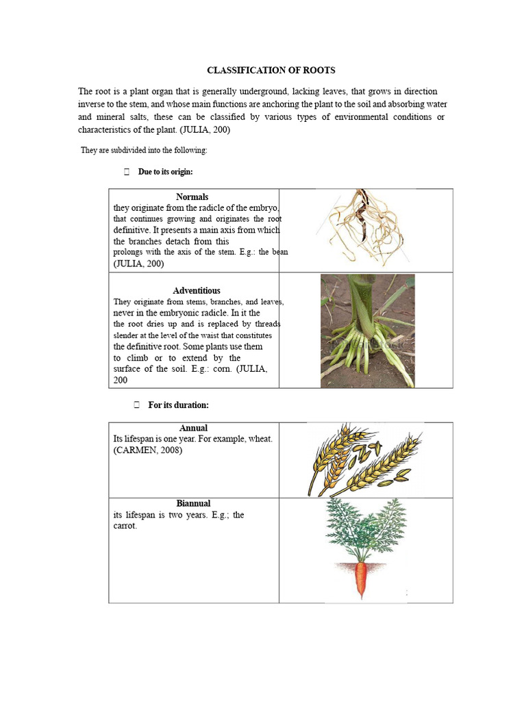 Classification of Roots | PDF | Root | Plants