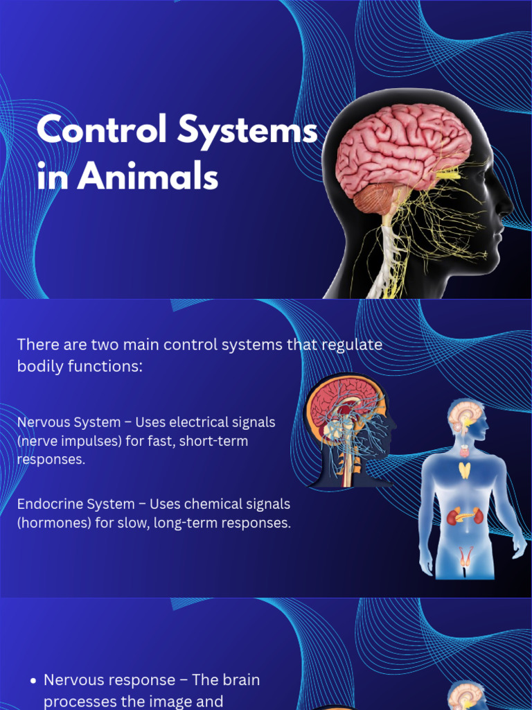 Control Systems in Animals and Plants | PDF | Nervous System | Hormone
