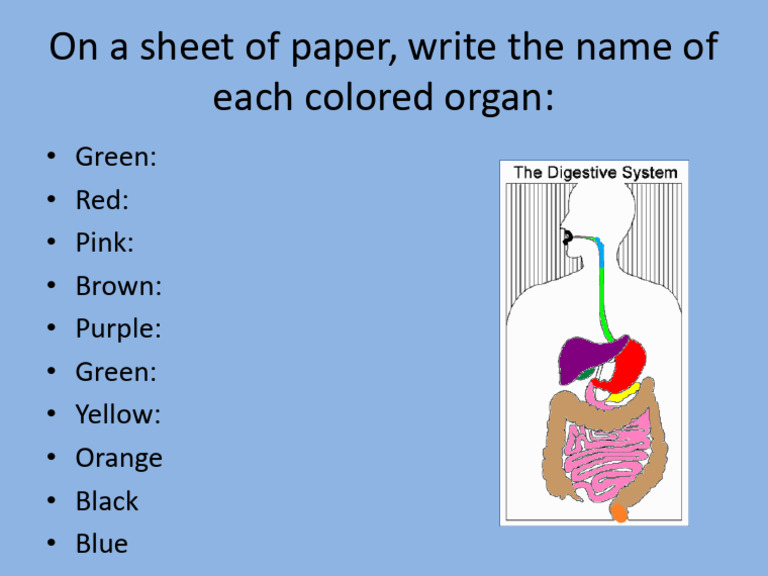 Digestive System Assignment PDF | PDF