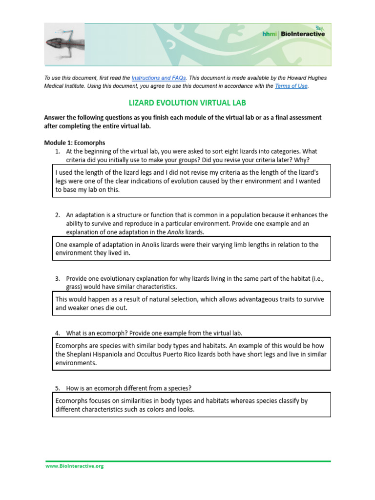 MEGAN TATE - Lizard Lab Part 2 of 2 the Origin of Species Lizards in an ...