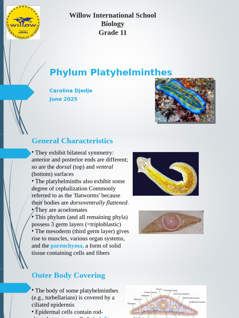 Platyhelminthes Lesson | PDF | Zoology | Biology