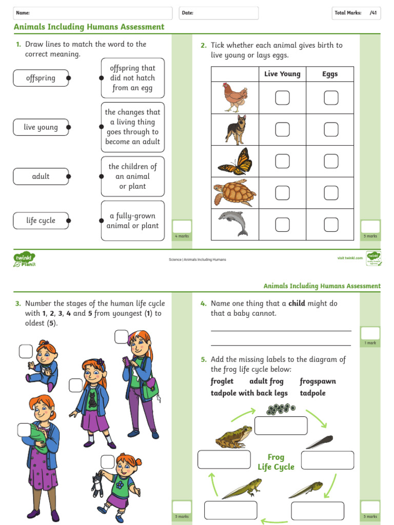 T SC 2550901 Science Animals Including Humans Year 2 Assessment Test ...