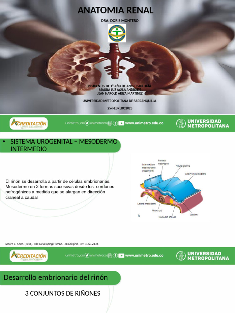 Desarrollo y Anatomía del Riñón | PDF | Riñón | Abdomen