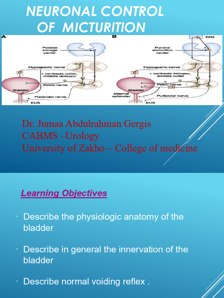 4.1. Neuronal Control of Micturition | PDF | Urination | Muscle Contraction