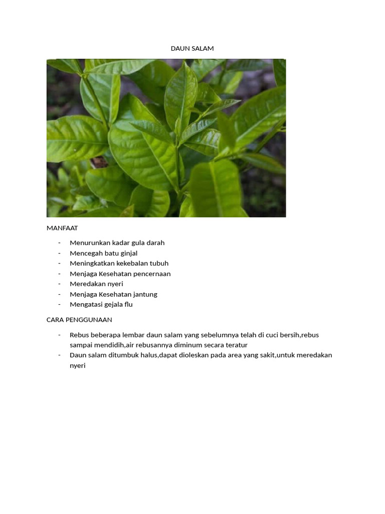 Daun Salam | PDF