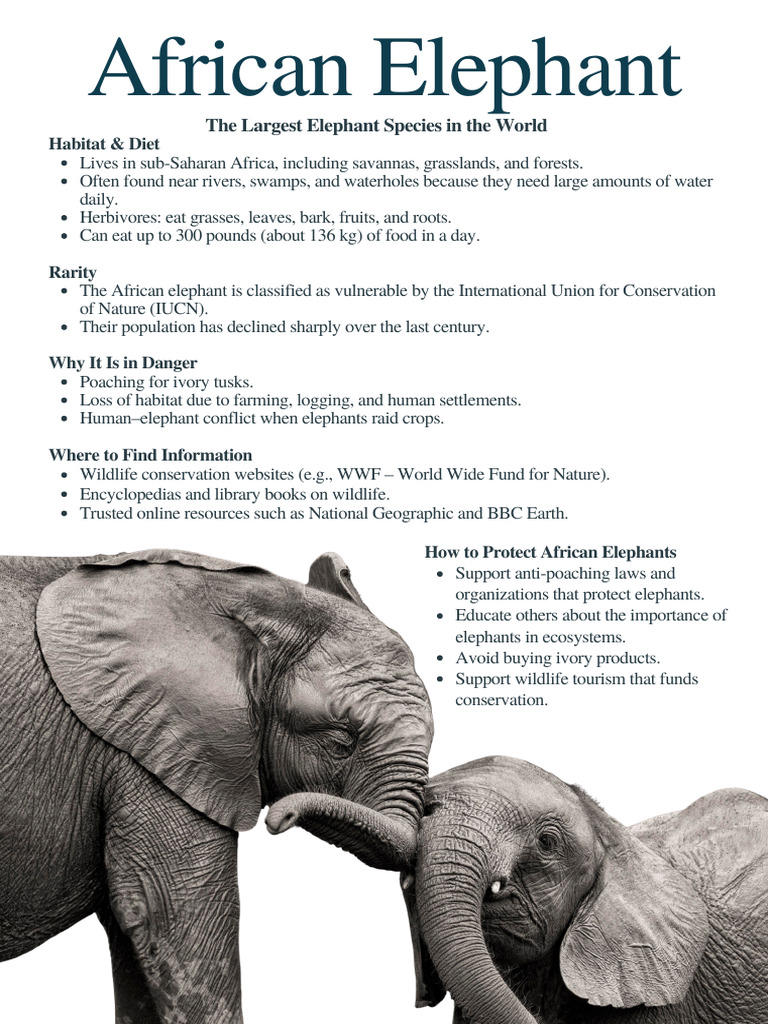 African Elephants (Information For Writing Essay) | PDF