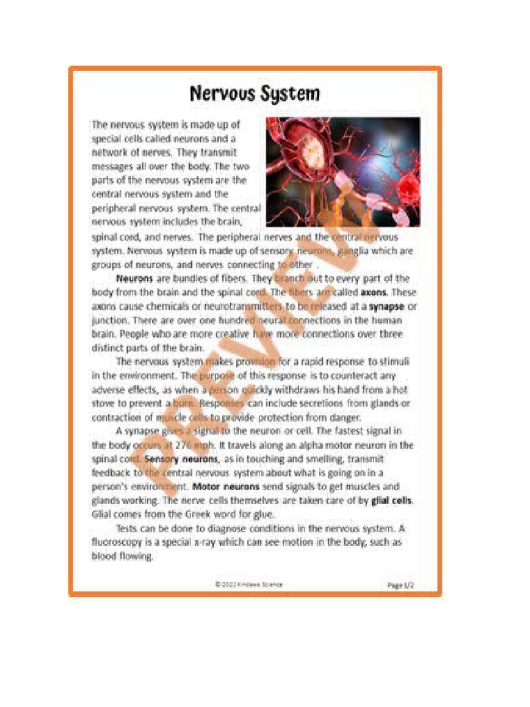 PC 1 Activity 2 Reading The Nervous System STUDENT | PDF