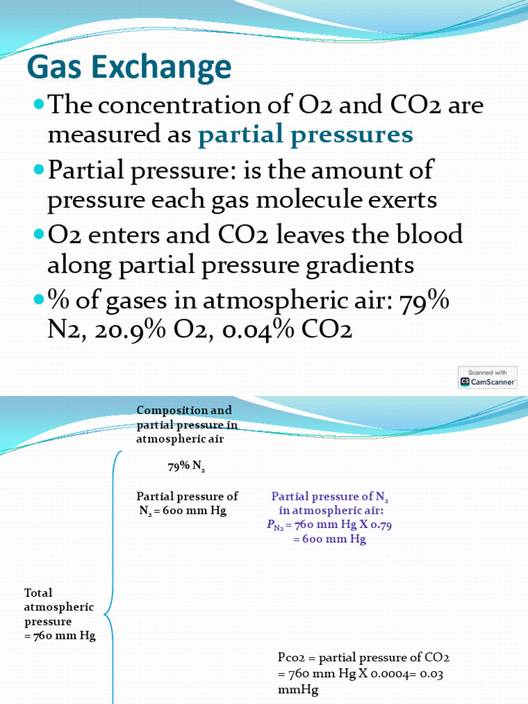Gas Exchange | PDF | Carbon Dioxide | Lung