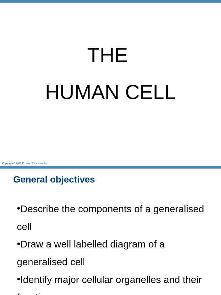 THE CELL | PDF | Mitosis | Endoplasmic Reticulum