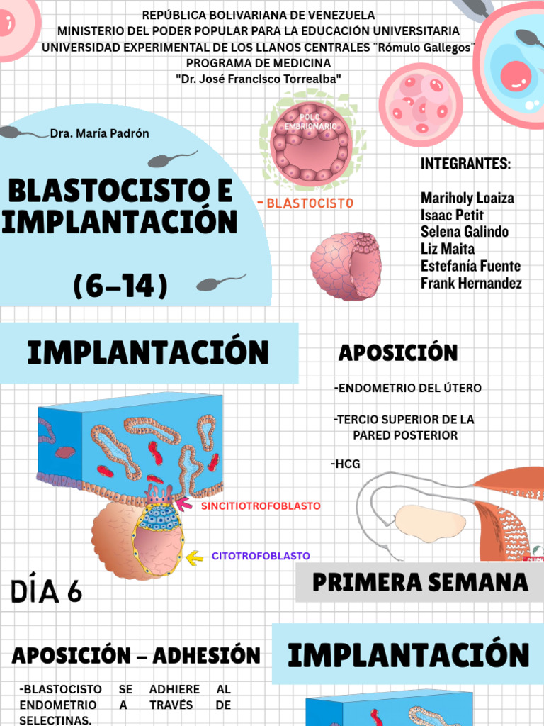 Blastocito e Implantacion (6-14) | PDF | Embarazo humano | Anatomía