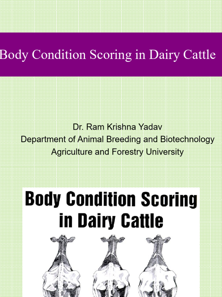 2 Body Condition Scoring in Dairy Cattle | PDF