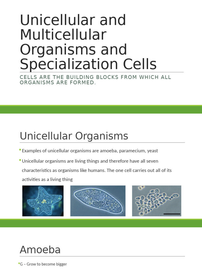 Unicellular and Multicellular Organisms and Specialization Cells | PDF ...