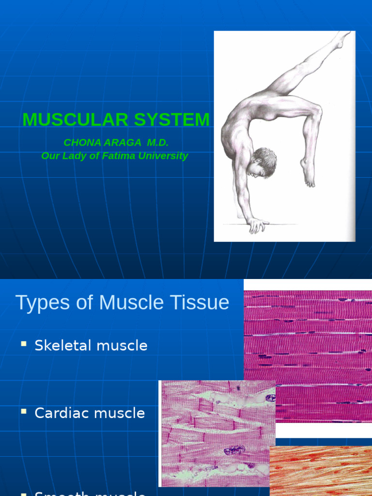 2022 Anaphy Muscular System With Muscle Tissue | PDF | Human Leg ...