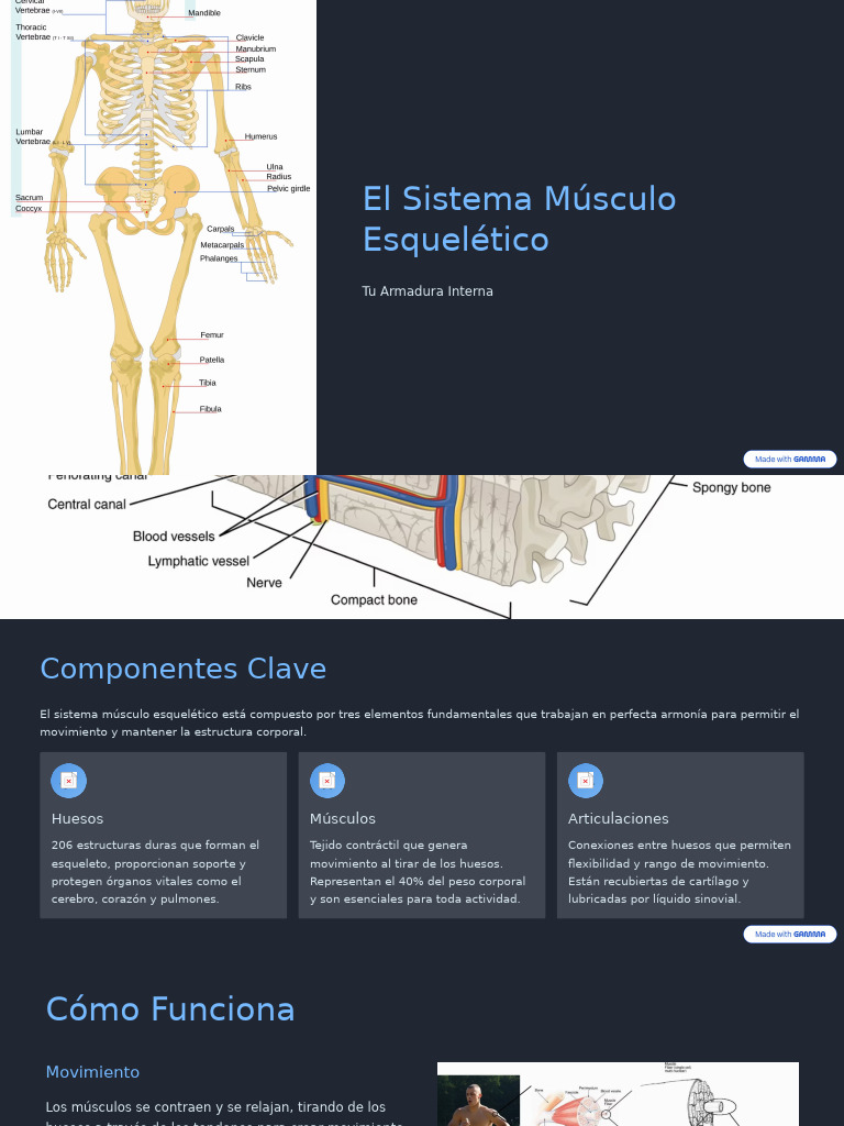 Sistema Músculo Esquelético: Función y Cuidado | PDF | Hueso | Articulación