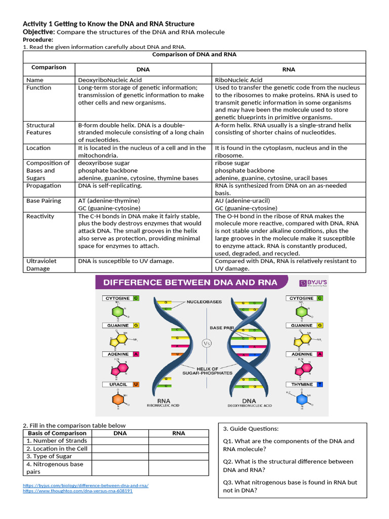 DNA vs RNA Structure Comparison Guide | PDF | Dna | Rna