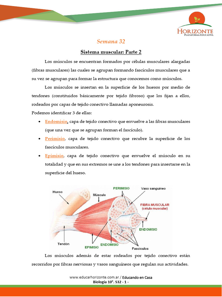 Semana 32 Sistema Muscular Parte 2 | PDF | Músculo | Contracción muscular