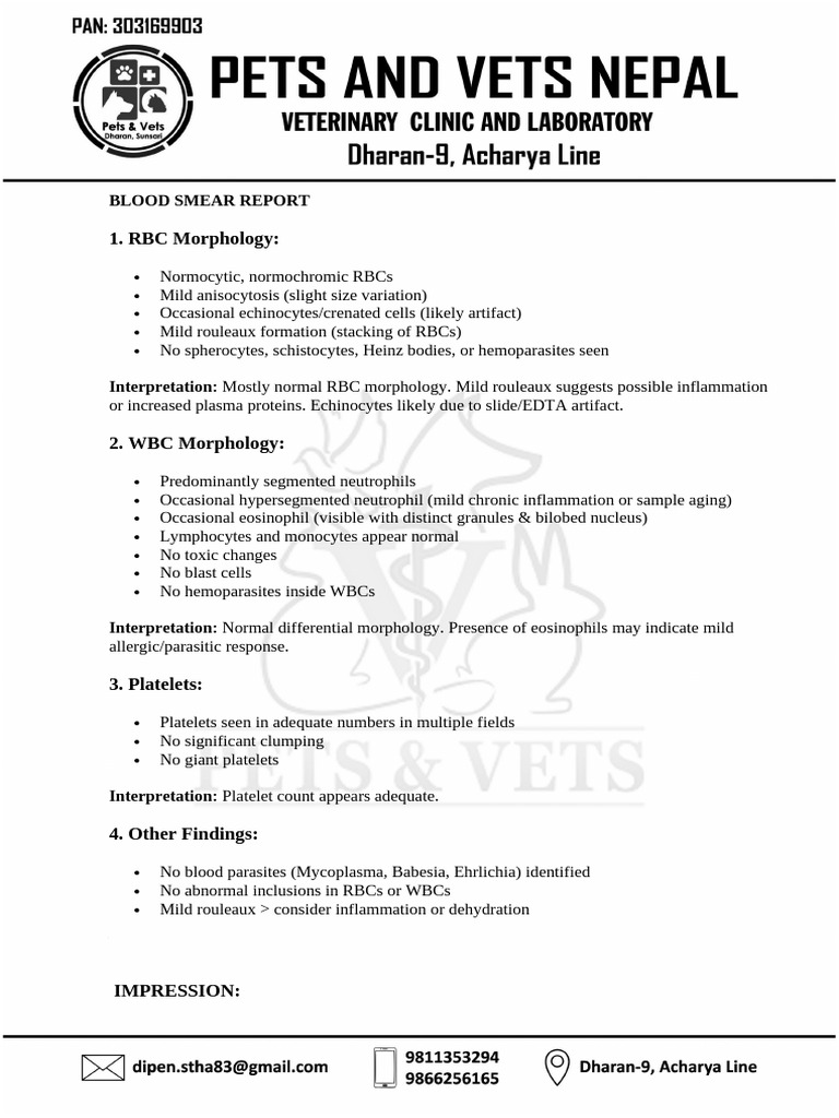 Cocker Spainel | PDF