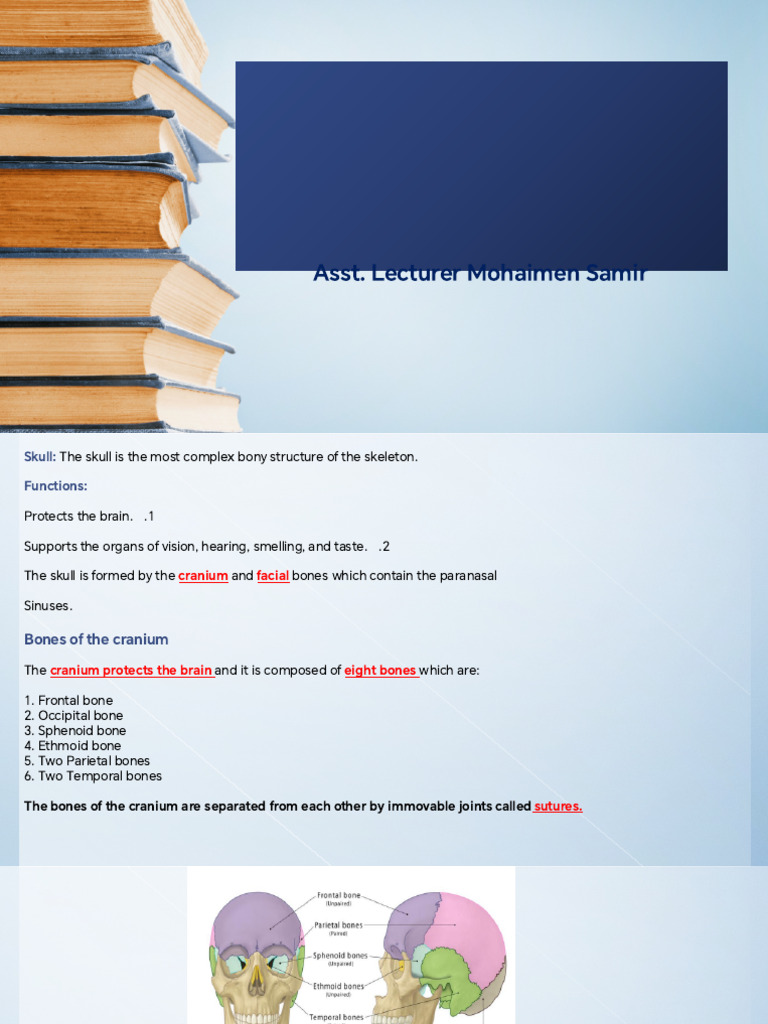 X Ray Lecture One - Anatomy of The Face | PDF | Skull | Human Nose