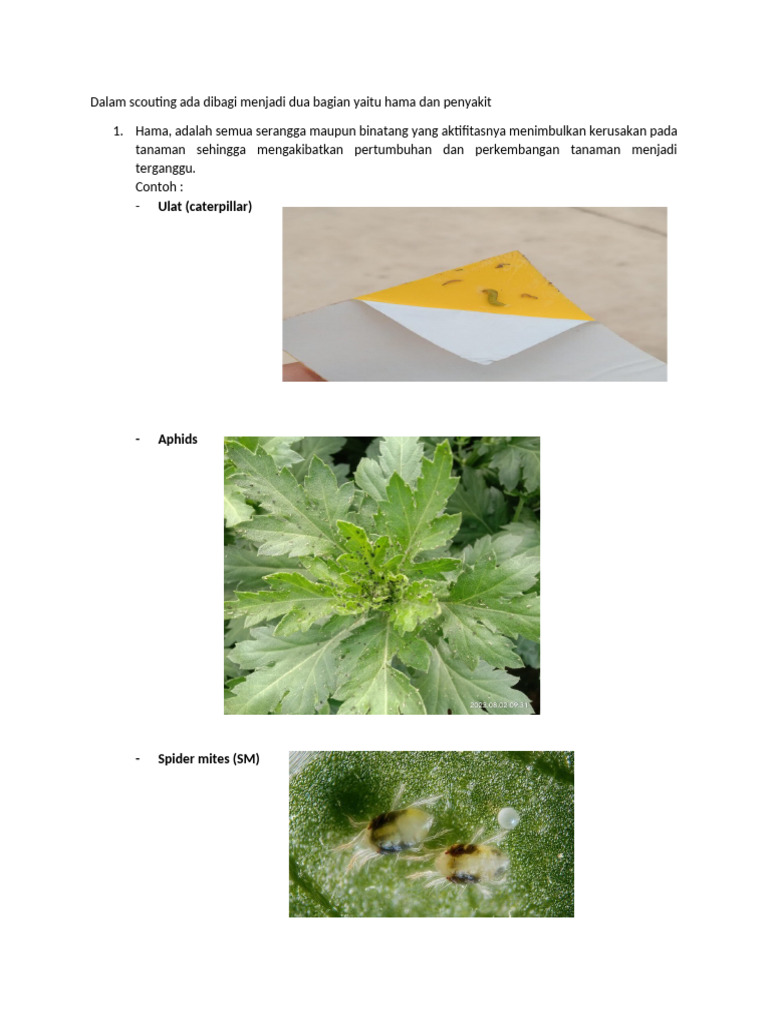 Hama Dan Penyakit PT TAMORA | PDF