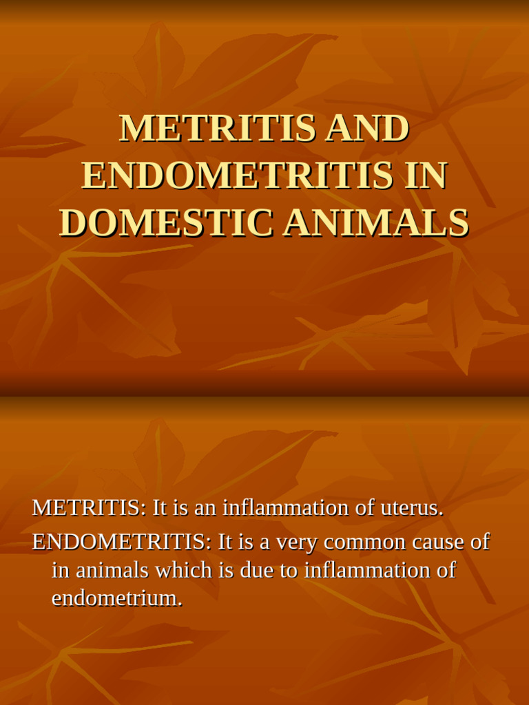 Metritis and Endometritis in Animals | PDF | Edema | Uterus