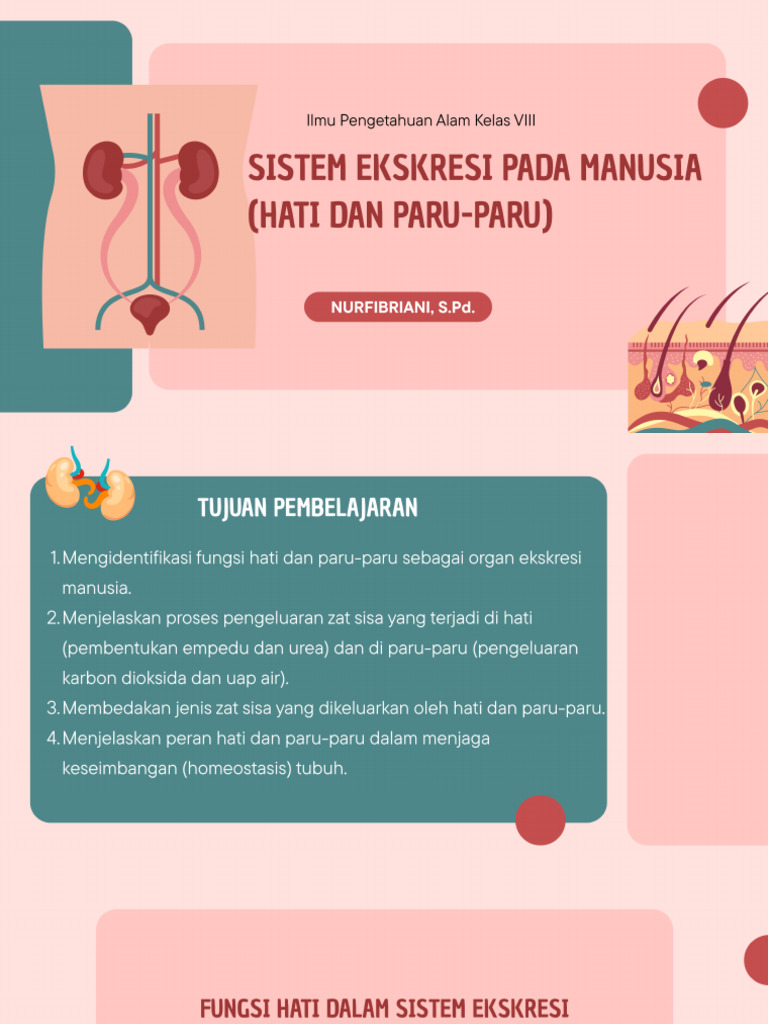 Sistem Ekskresi Pada Manusia Presentasi Hijau Dan Merah Muda Ilustrasi ...