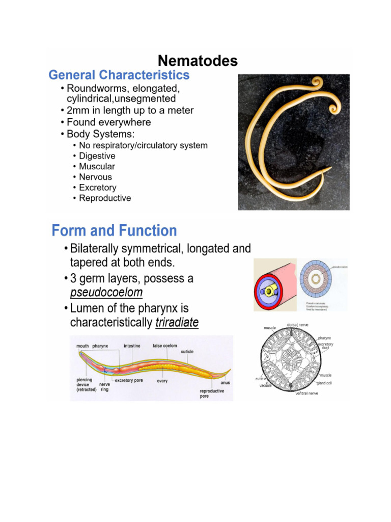 Nematodes - (Para Lec) | PDF
