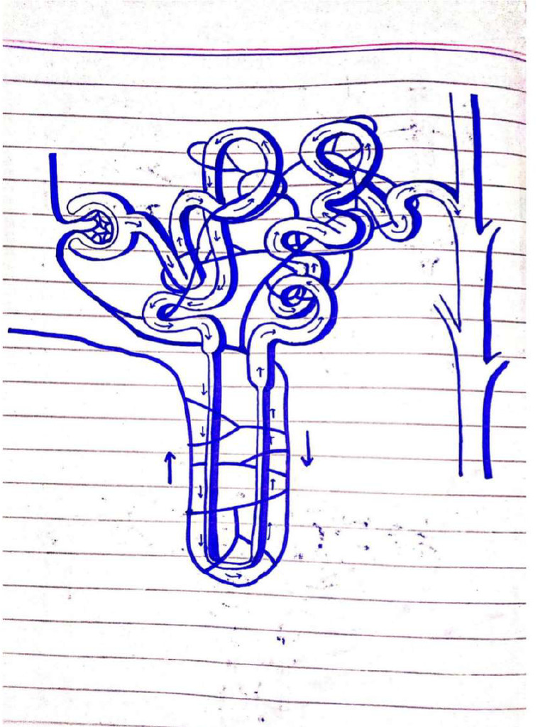 Nephron Marker Diagram | PDF