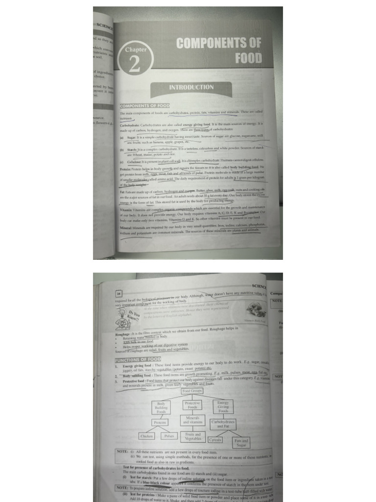 Components of Food Worksheet Grade 8 | PDF