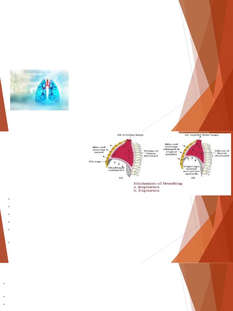 X - Biology - Life Processes (Respiration) - Module 3 of 3 PDF | PDF ...