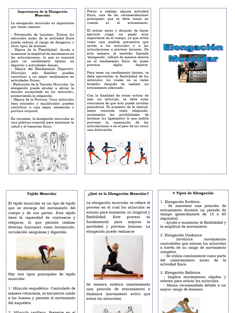 Triptico Elongacion Muscular | PDF | Flexibilidad (anatomía) | Sistema ...