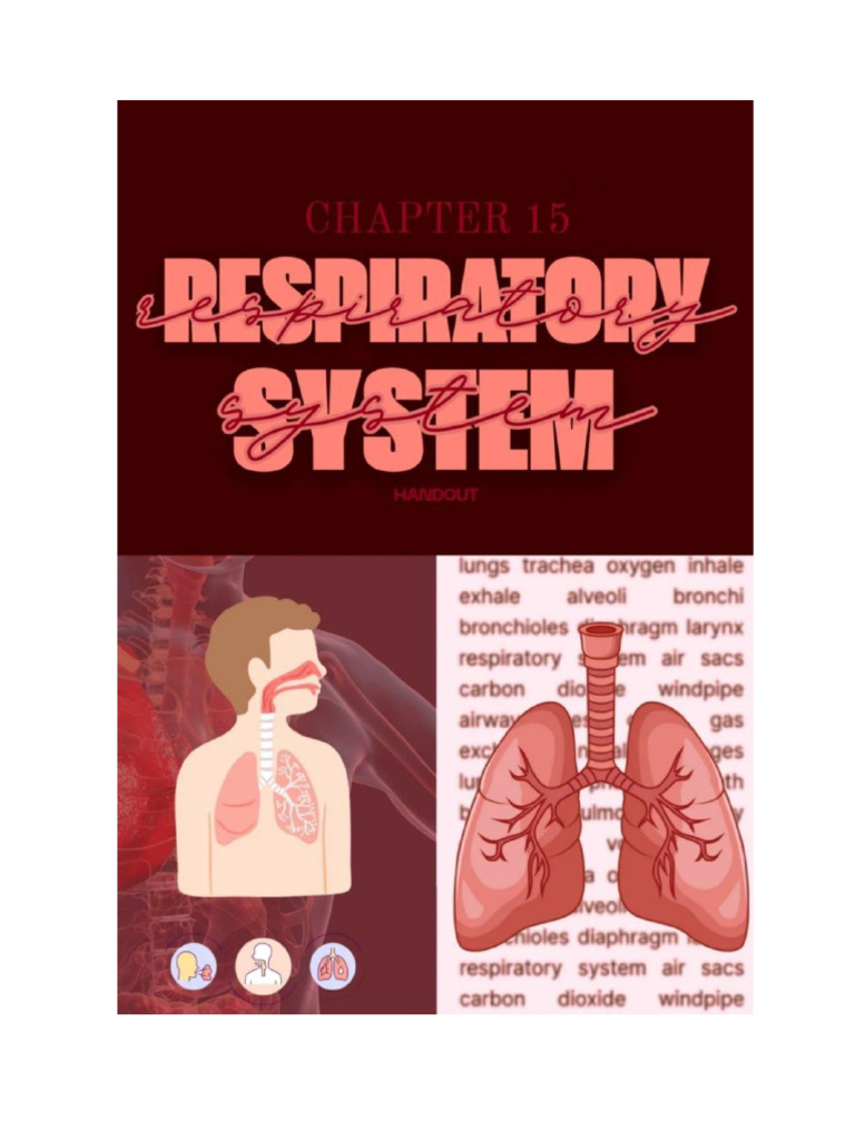 Respiratory System Handout | PDF | Lung | Respiratory Tract