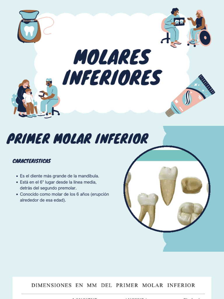 Primer Molar Inferior y Segundo PDF | PDF | Anatomia dental | Diente