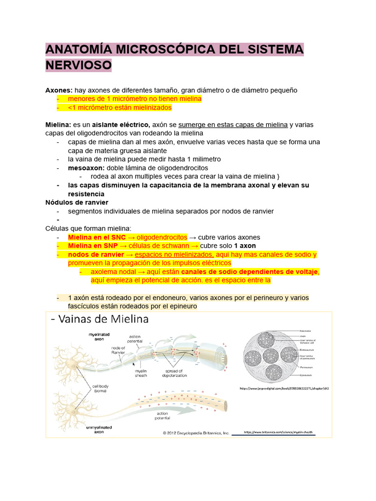 Anatomia Microscopica 2 | PDF