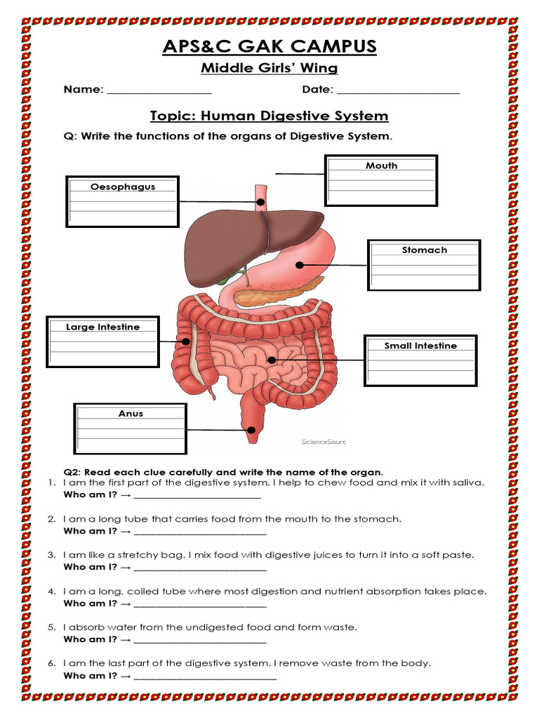 Digestive System Worksheet 4 | PDF