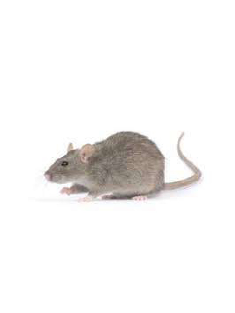 Rat 3 | PDF