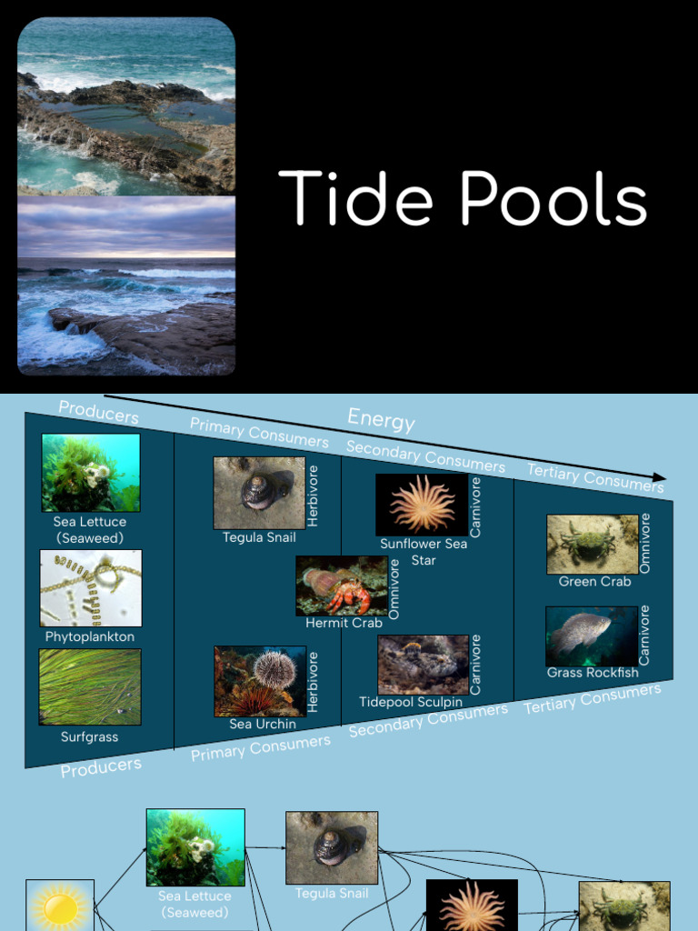 Tide Pools Food Web Project | PDF | Predation | Ecology