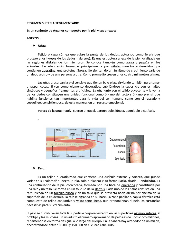 Ciencias de La Salud 1 Resumen Sistema Tegumentario | PDF | Clavo ...