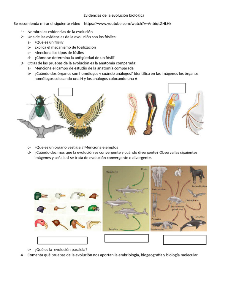 Actividad Evidencias de La Evolución Biológica | PDF
