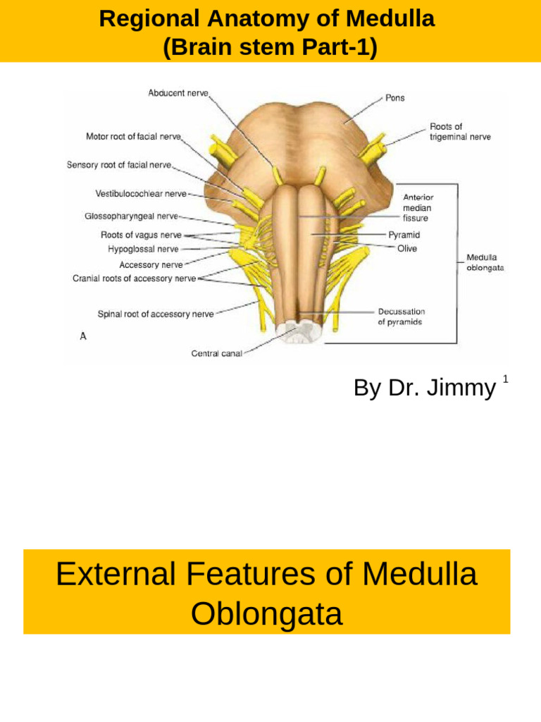 Anatomy of Medulla Oblongata Explained | PDF | Brainstem | Spinal Cord
