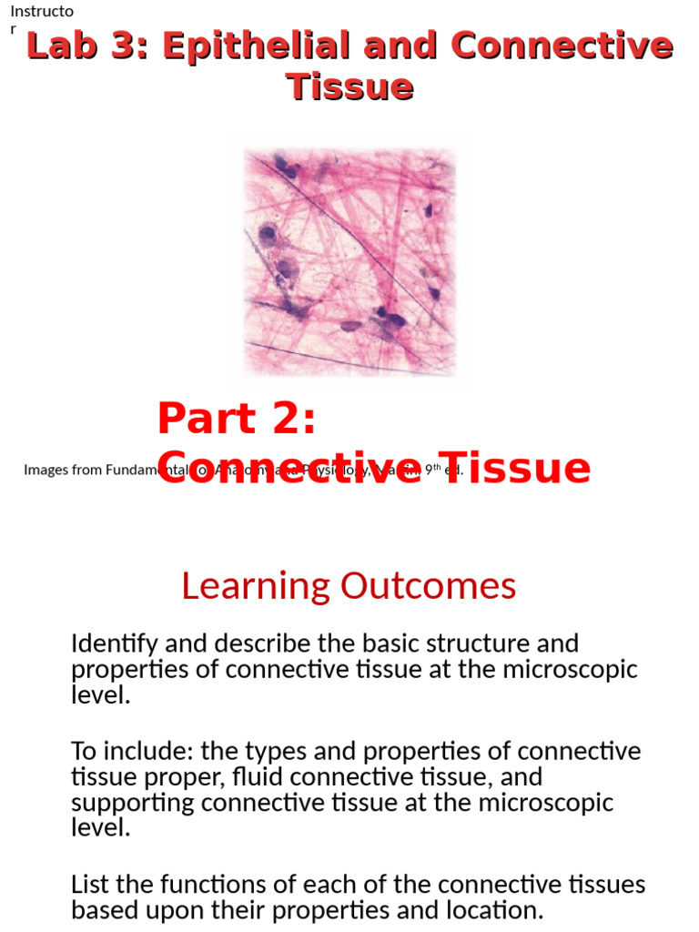 BIO-201L Lab 3 Connective Tissue Student | PDF | Connective Tissue | Bone