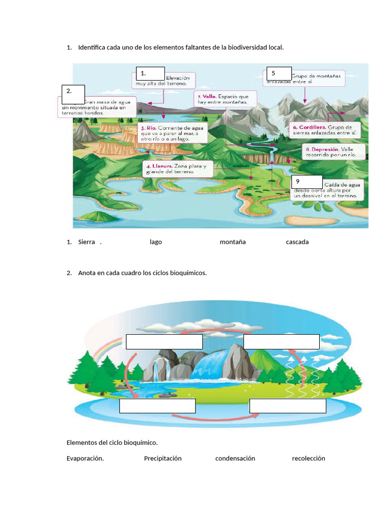 Elementos de Biodiversidad y Ciclos Biológicos | PDF | Plantas ...